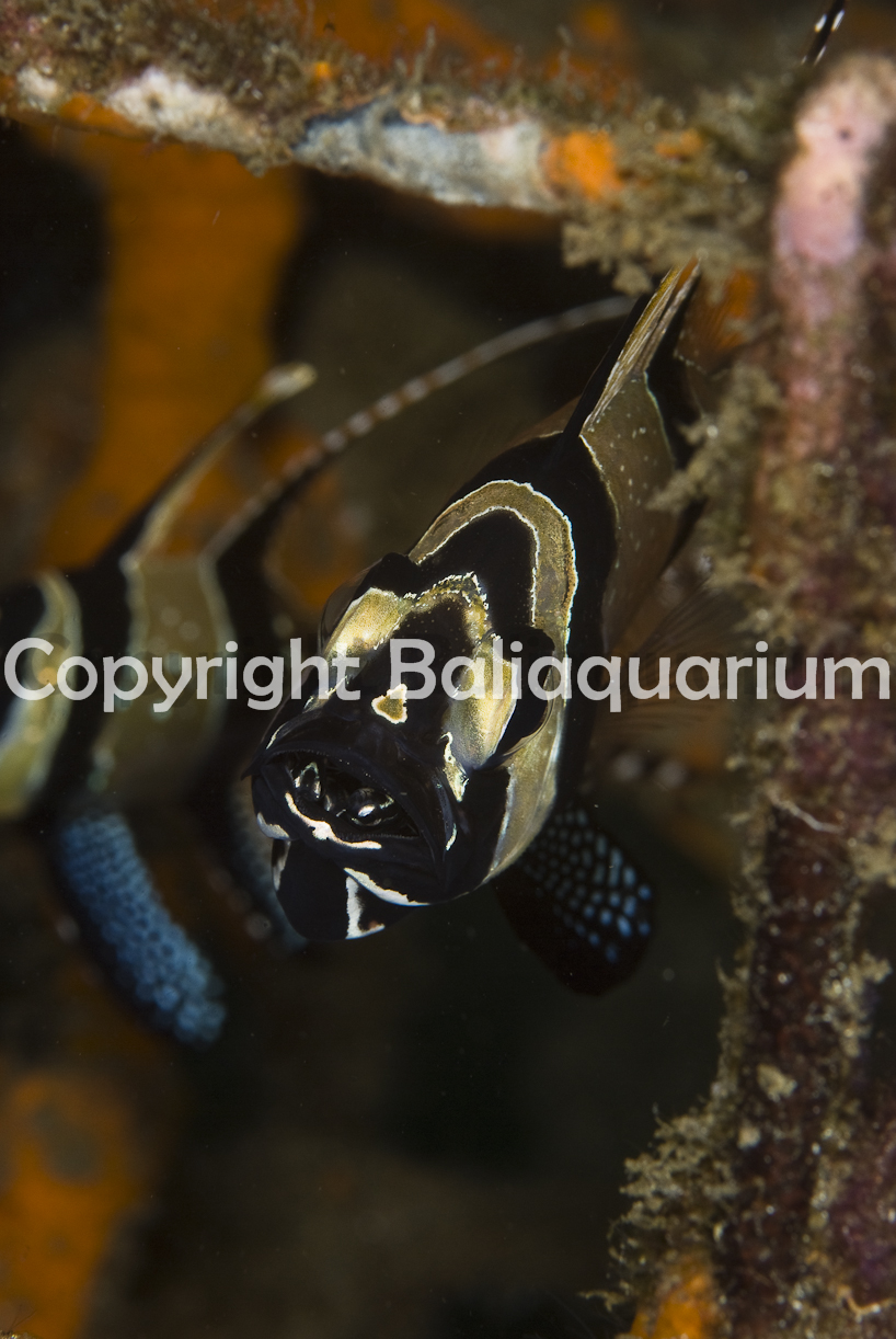 Bali Aquarium - Cultured fish